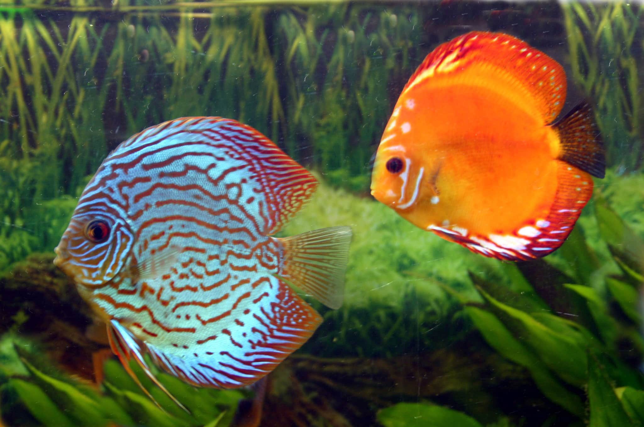 Diskusfische – die farbenprächtigen Könige der Aquarien - Gartenzeile