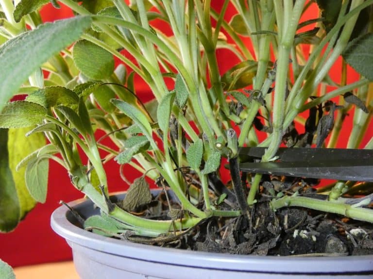 Salbei aus dem Supermarkt vermehren » Ratgeber & Produktvorstellungen