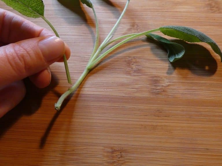 Salbei aus dem Supermarkt vermehren » Ratgeber & Produktvorstellungen