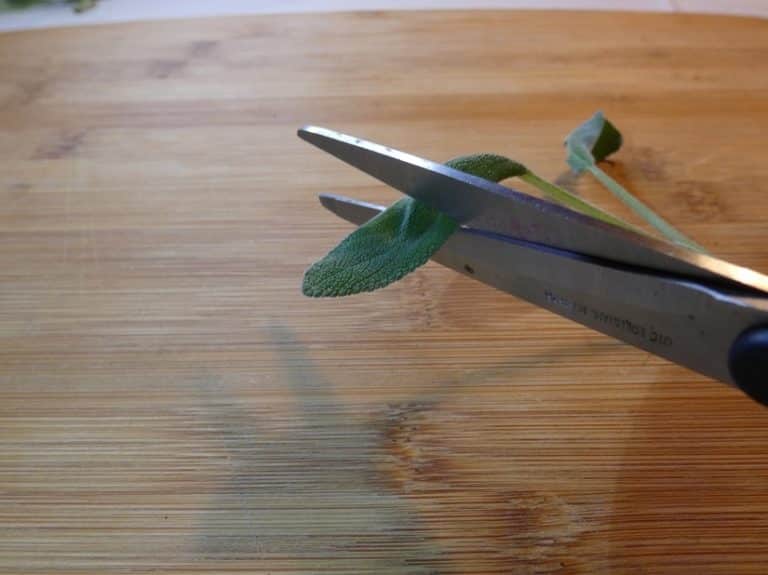 Salbei aus dem Supermarkt vermehren » Ratgeber & Produktvorstellungen