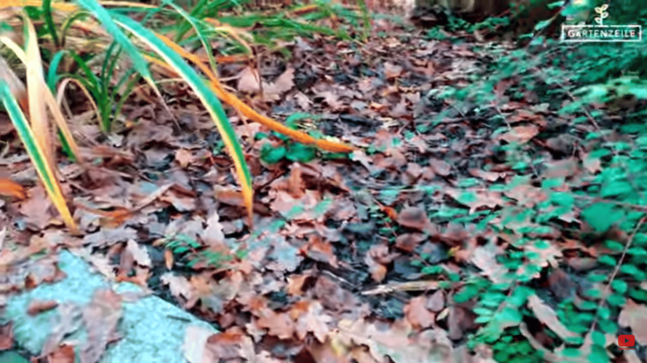 Warum Laub wichtig ist » Gartenzeile.de