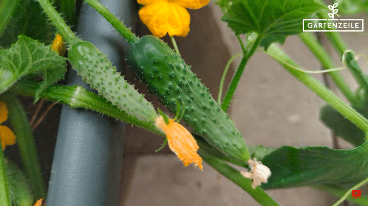 Stacheln bei Gurken... Warum? Und, kann man was dagegen tun?